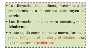 ORGANOGRAFIAVEGETALRAIZORIGENTEJIDOSPRIMARIOS (1).ppt