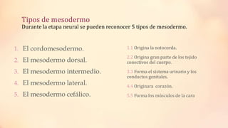 Organogésis desarrollo embrionario de la 4-8 semana de gestación | PPTX