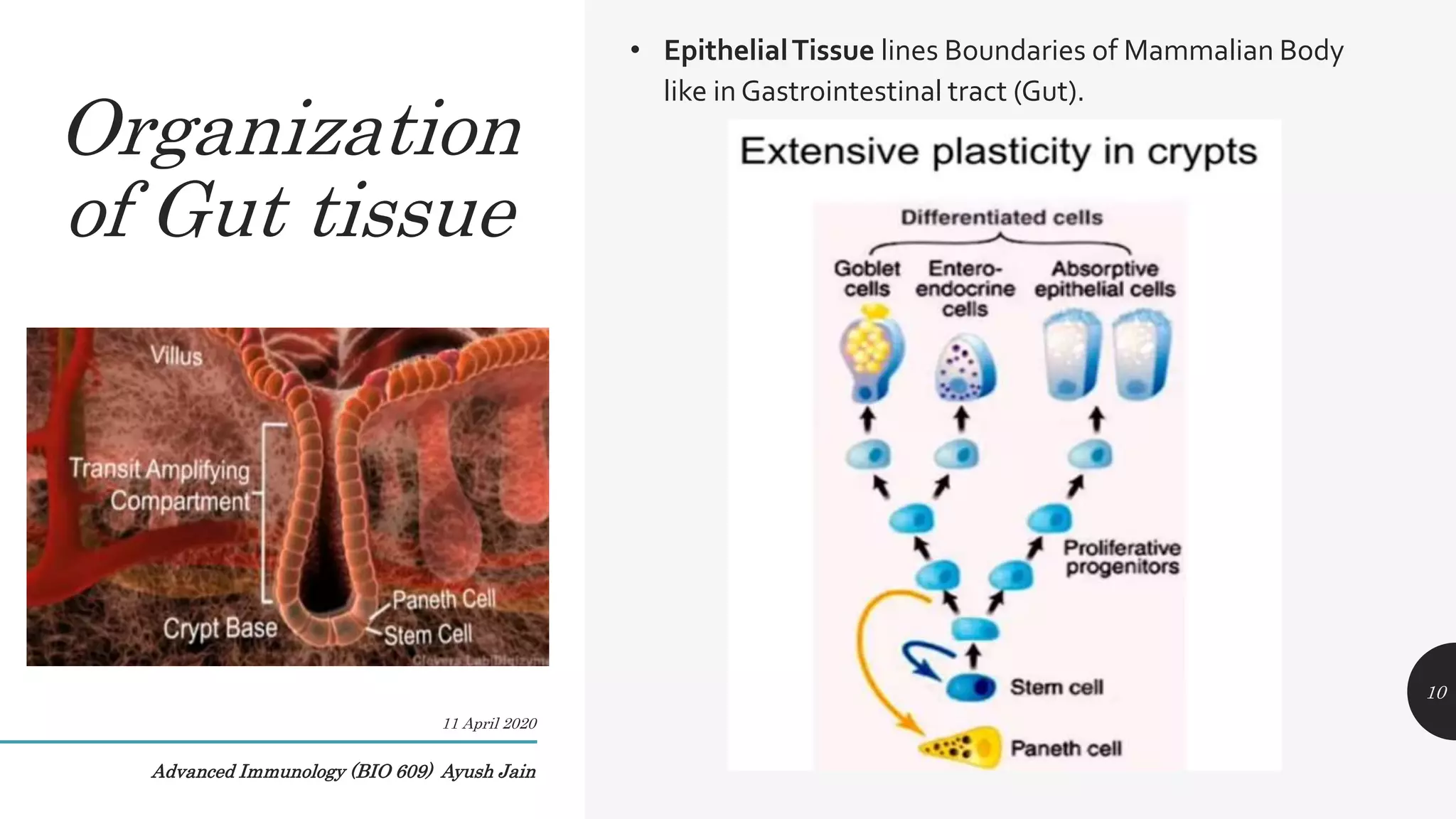 Organoids in immunological research | PPTX