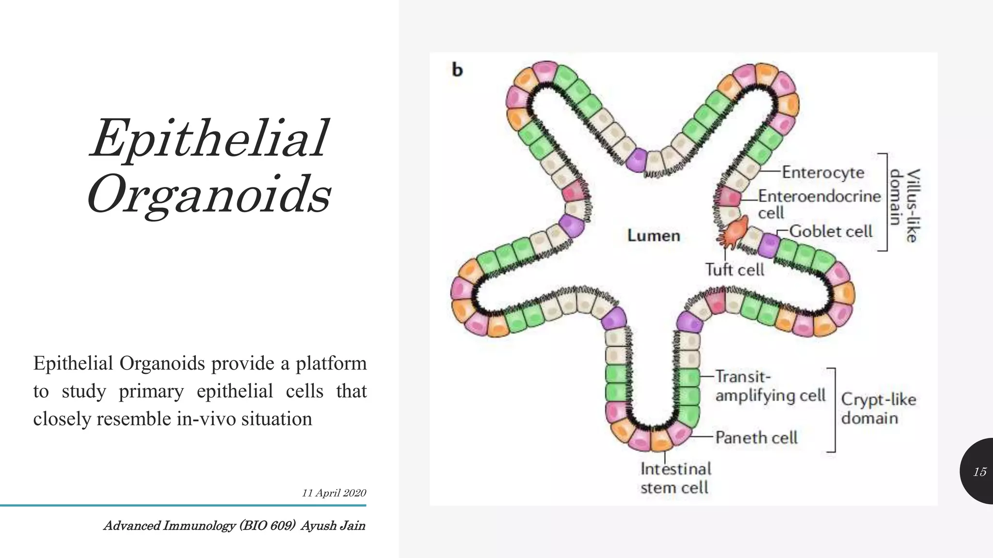 Organoids in immunological research | PPTX
