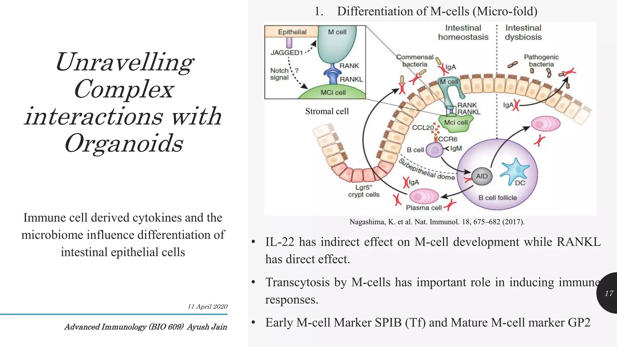 Organoids in immunological research | PPTX