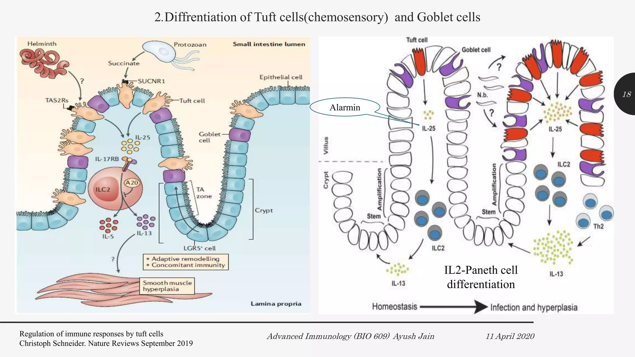 Organoids in immunological research | PPTX