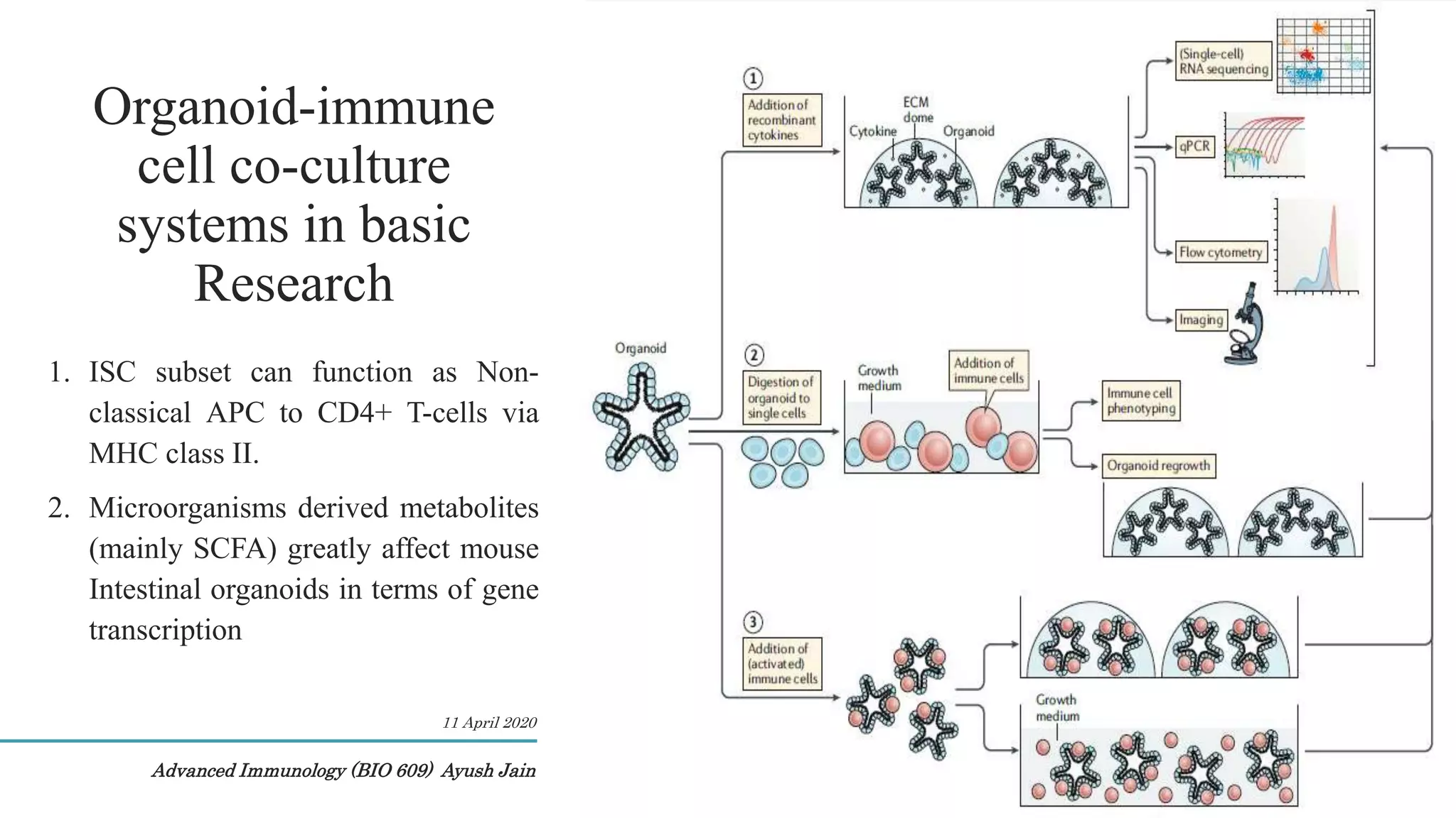 Organoids in immunological research | PPTX
