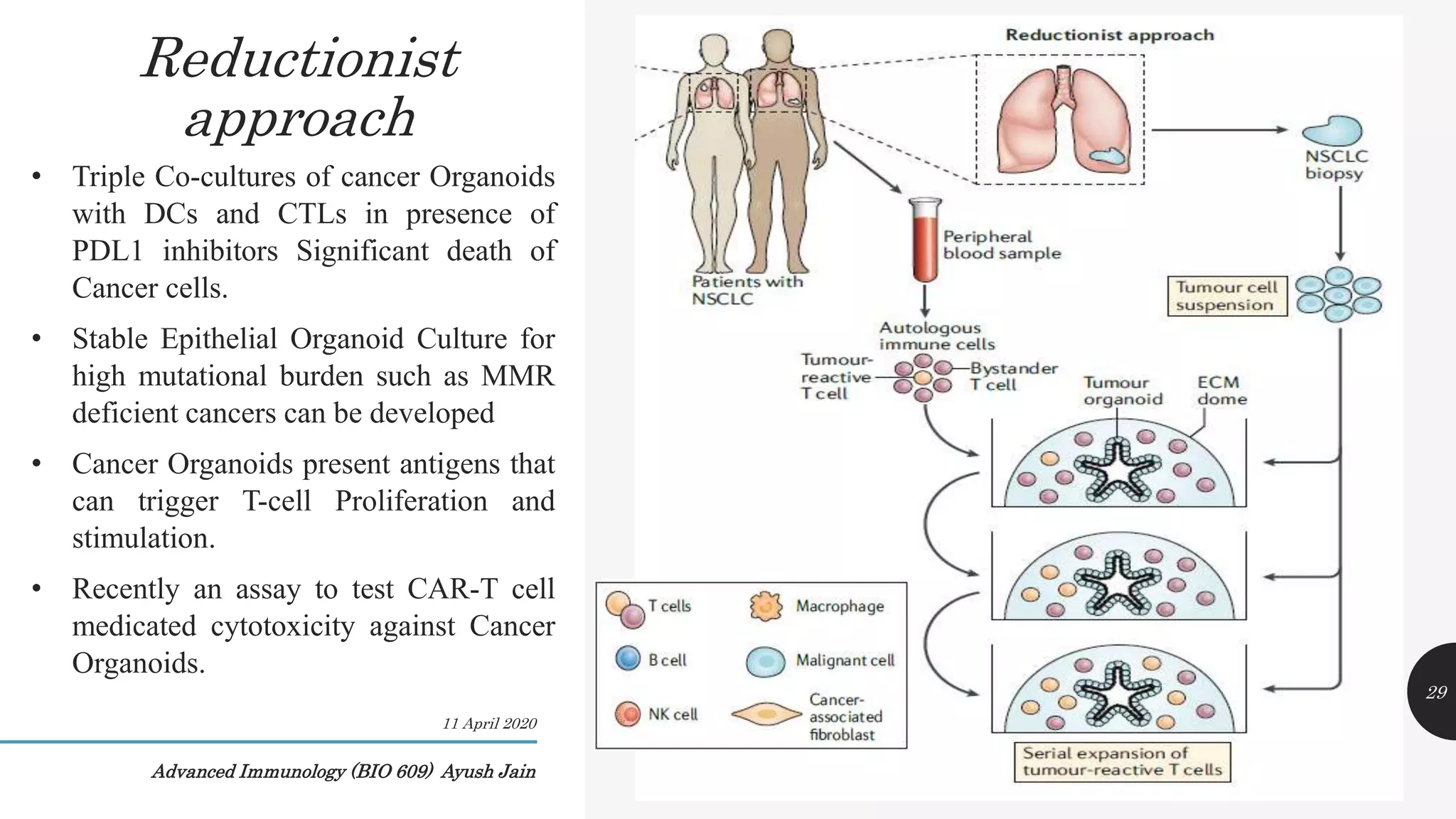 Organoids in immunological research | PPTX