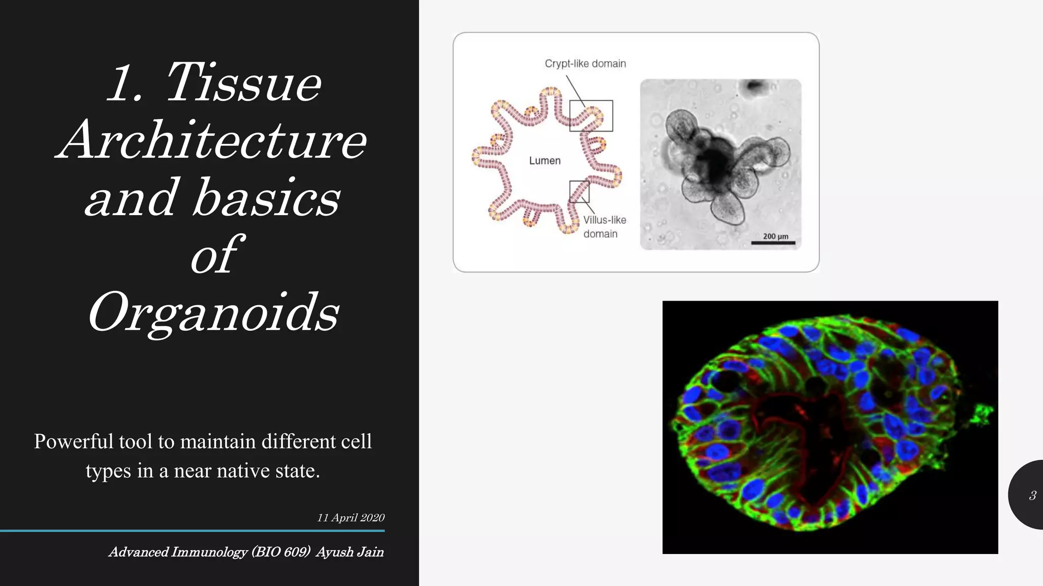 Organoids in immunological research | PPTX