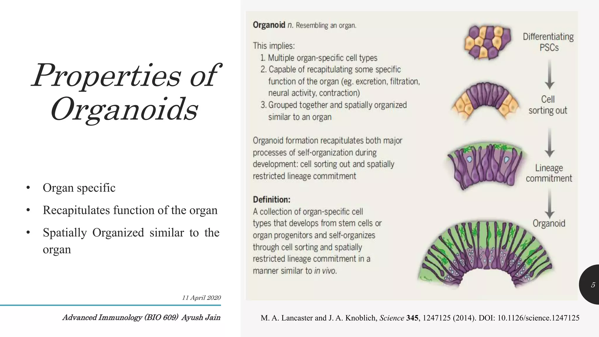 Organoids in immunological research | PPTX