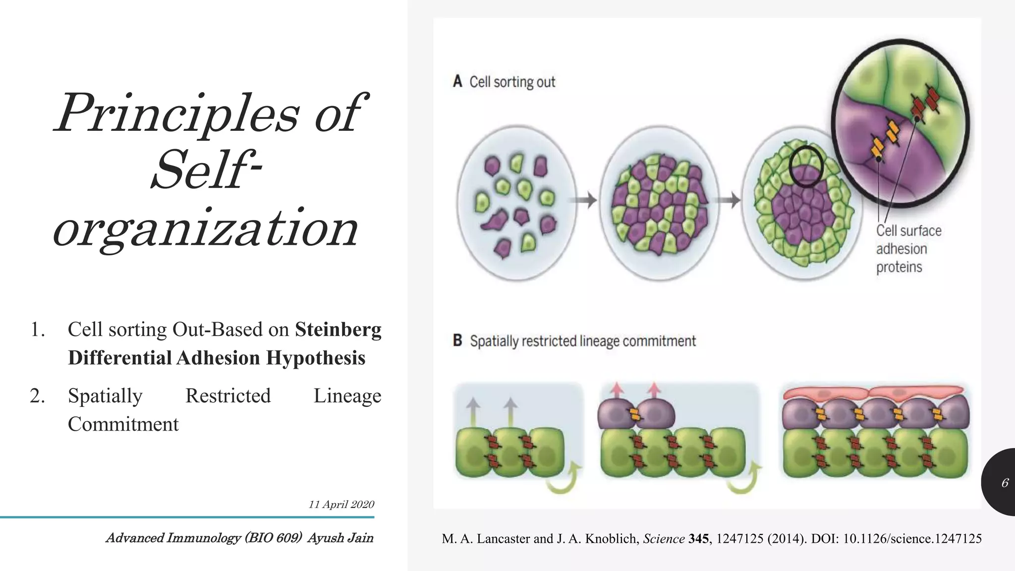 Organoids in immunological research | PPTX
