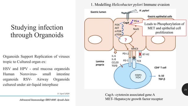 Organoids in immunological research | PPTX | Biological Sciences | Science