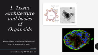 Organoids in immunological research | PPTX