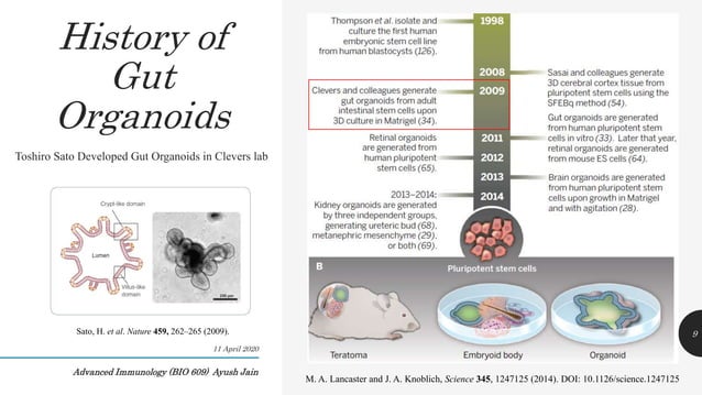 Organoids in immunological research | PPTX | Biological Sciences | Science
