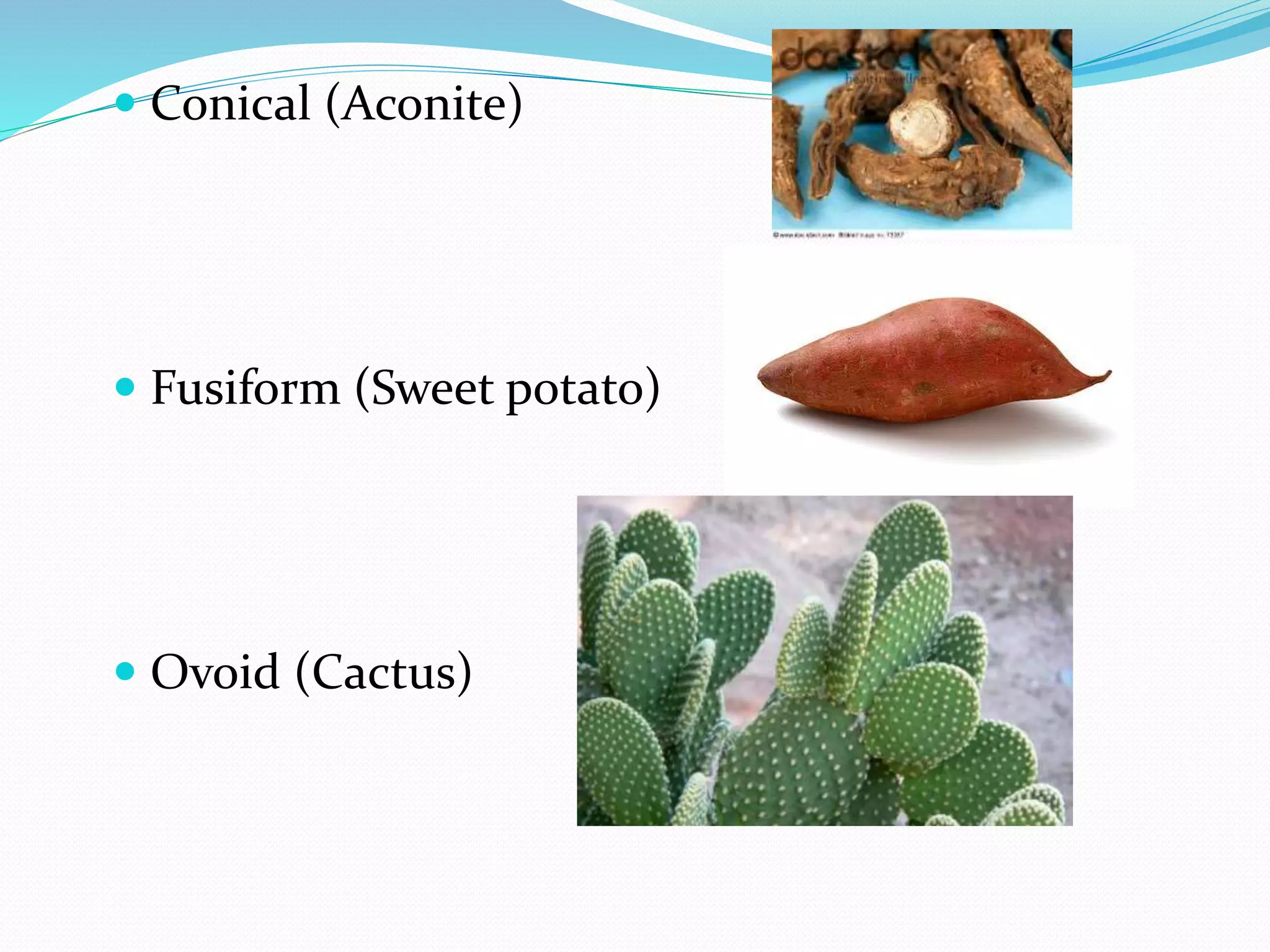 Organoleptic evaluation of crude drugs | PPTX