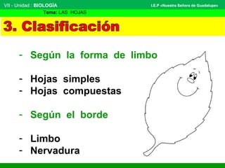 Organología vegetal hojas | PPT