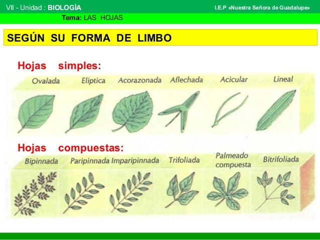 Clasificacion de las hojas simples y compuestas - Imagui