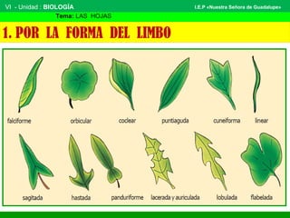 Organología vegetal hojas | PPT