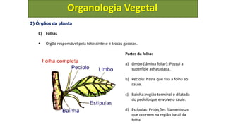 organologia-vegetal, anatomia e funcionamento de plantas | PPTX