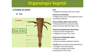 organologia-vegetal, anatomia e funcionamento de plantas | PPTX