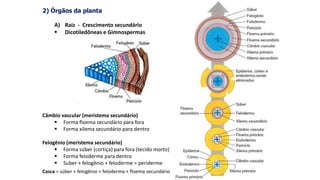 organologia-vegetal, anatomia e funcionamento de plantas | PPTX