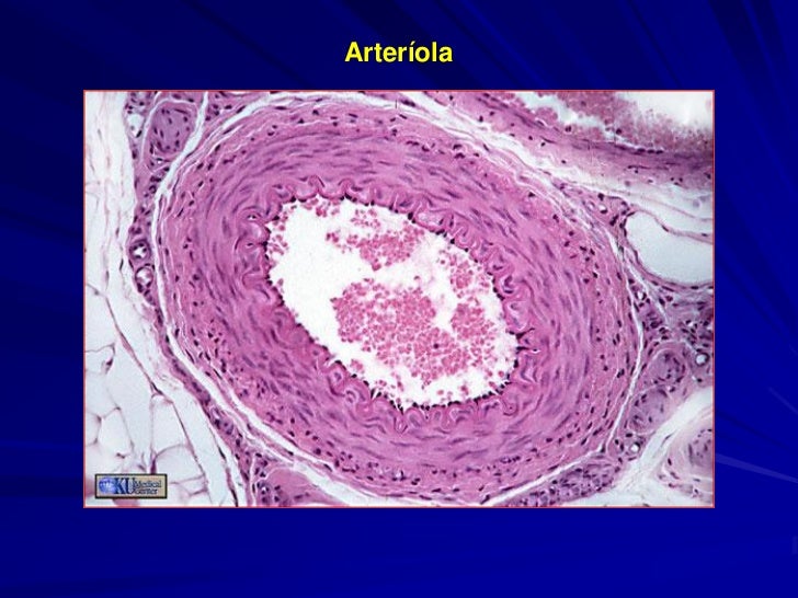 Aula 5 de Histologia - Organologia e sistema circulatório