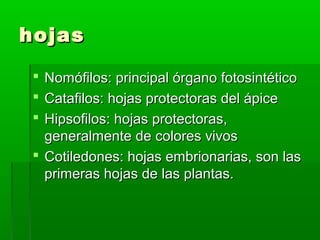 Organologia (hoja) | PPT