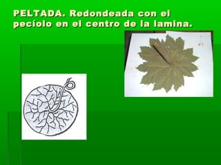 Organologia (hoja) (2) | PPT
