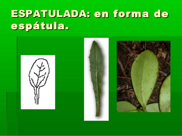 Organologia (hoja) (2)