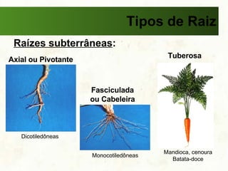 Organologia Raiz E Caule | PPT