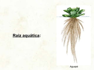 Organologia Raiz E Caule | PPT