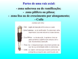 Organologia vegetal | PPT