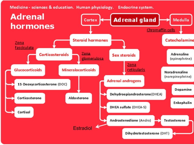 CONGENITAL ADRENAL HYPERPLASIA (CAH)- ADRENOMEHGALY | PPTX