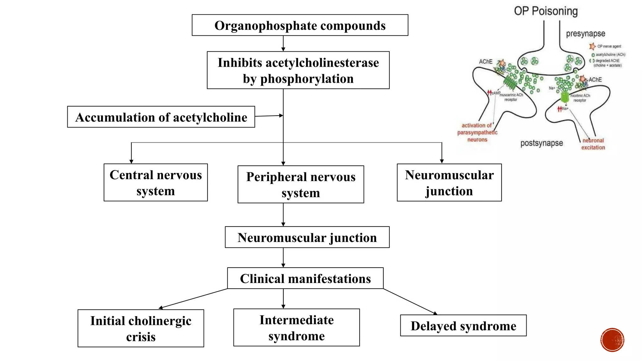 Organophosphate poisoning and its management (Clinical Toxicology) | PPTX