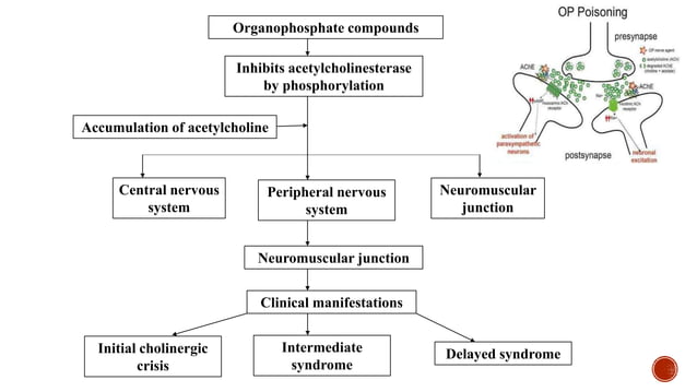 Organophosphate poisoning and its management (Clinical Toxicology) | PPT