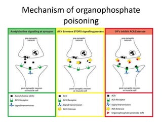 Organo phosphate poisoning | PPTX