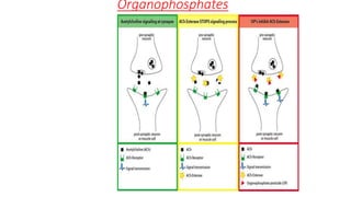 Organophosphates | PPTX