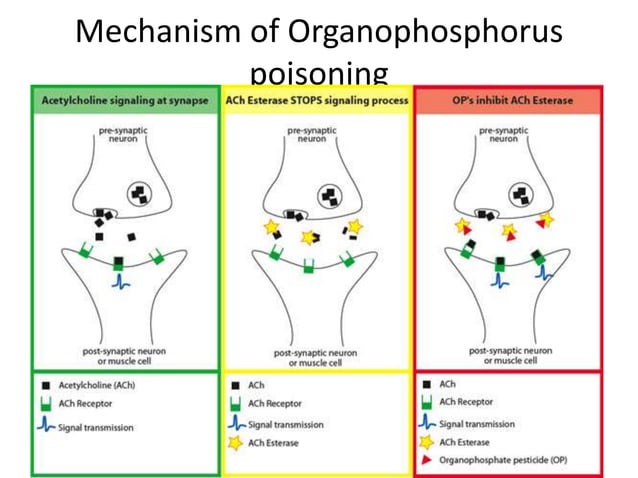 Organophosphorus poisoning for Pharmacology | PPTX