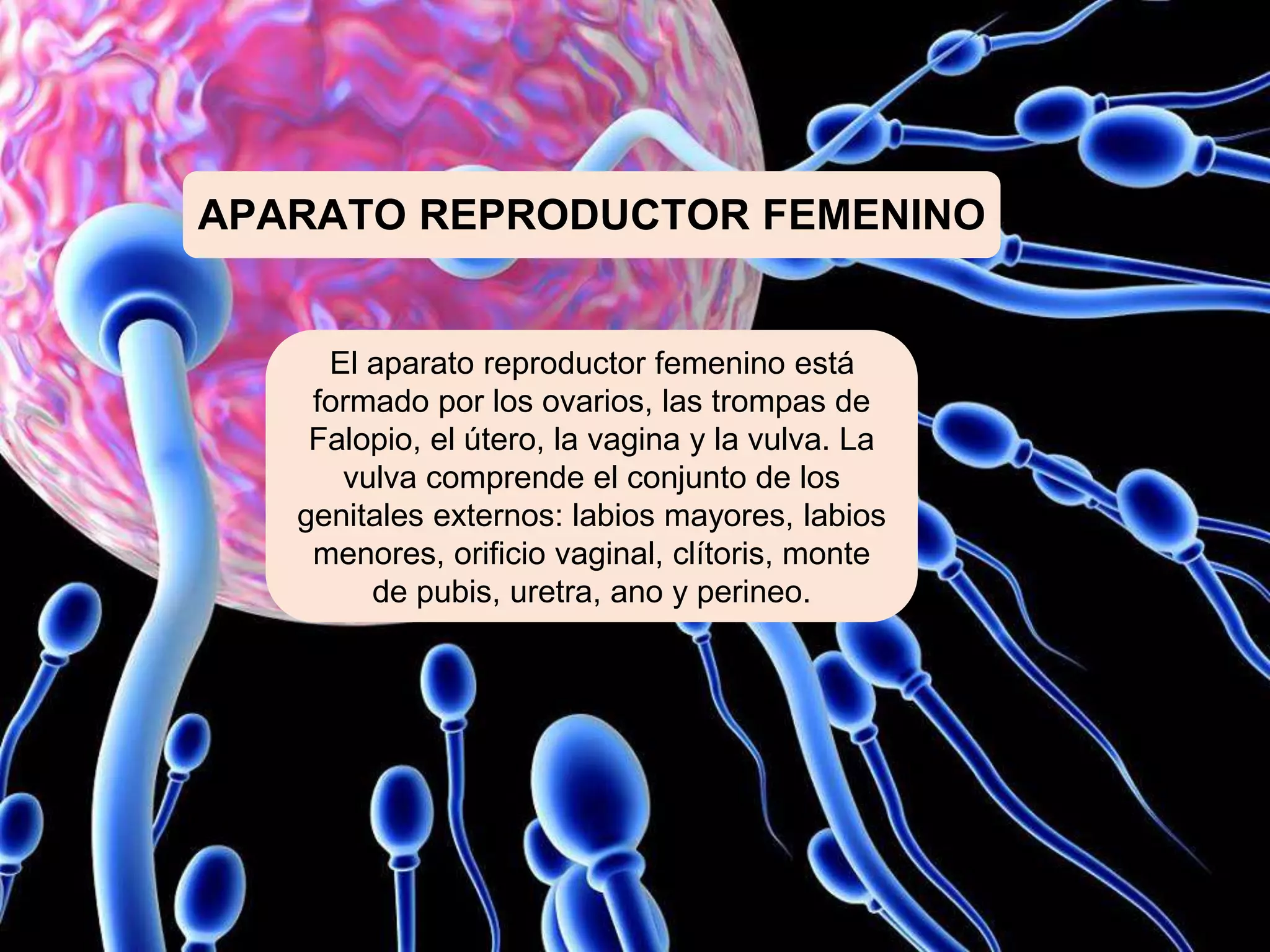 Organo reproductor femenino | PPT