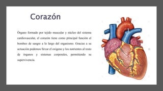 Organos | PPTX
