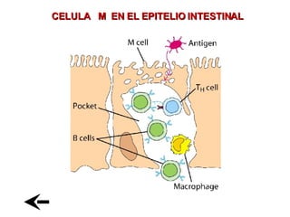 Organos Y Celulas 2007 2 | PPT