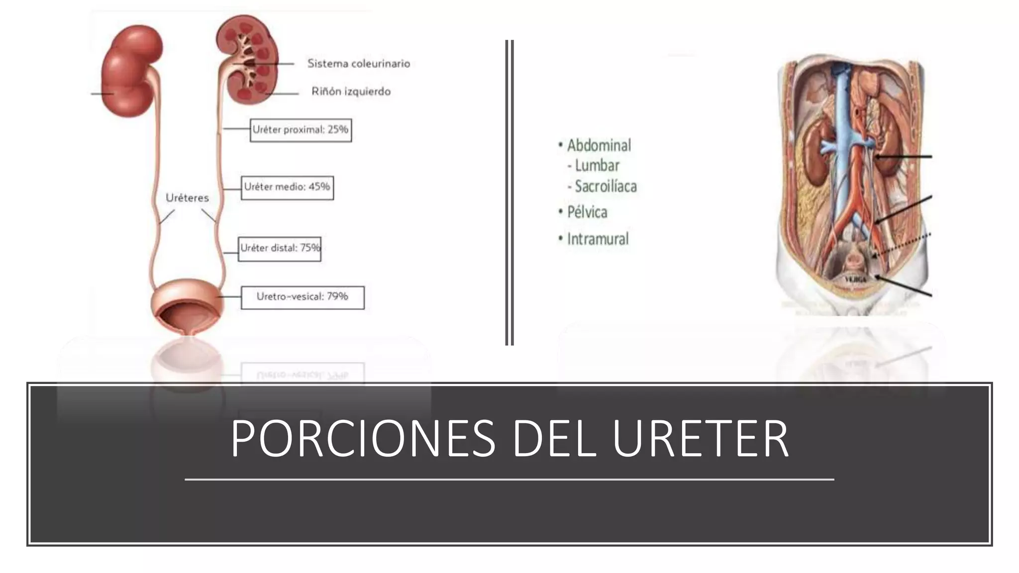 ORGANOS DE LA PELVIS URETERES ANATOMIA..pptx