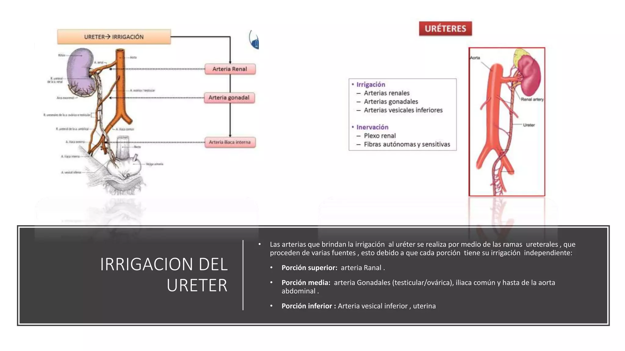 ORGANOS DE LA PELVIS URETERES ANATOMIA..pptx