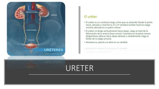 ORGANOS DE LA PELVIS URETERES ANATOMIA..pptx