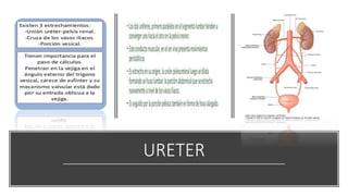 ORGANOS DE LA PELVIS URETERES ANATOMIA..pptx