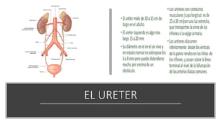 ORGANOS DE LA PELVIS URETERES ANATOMIA..pptx