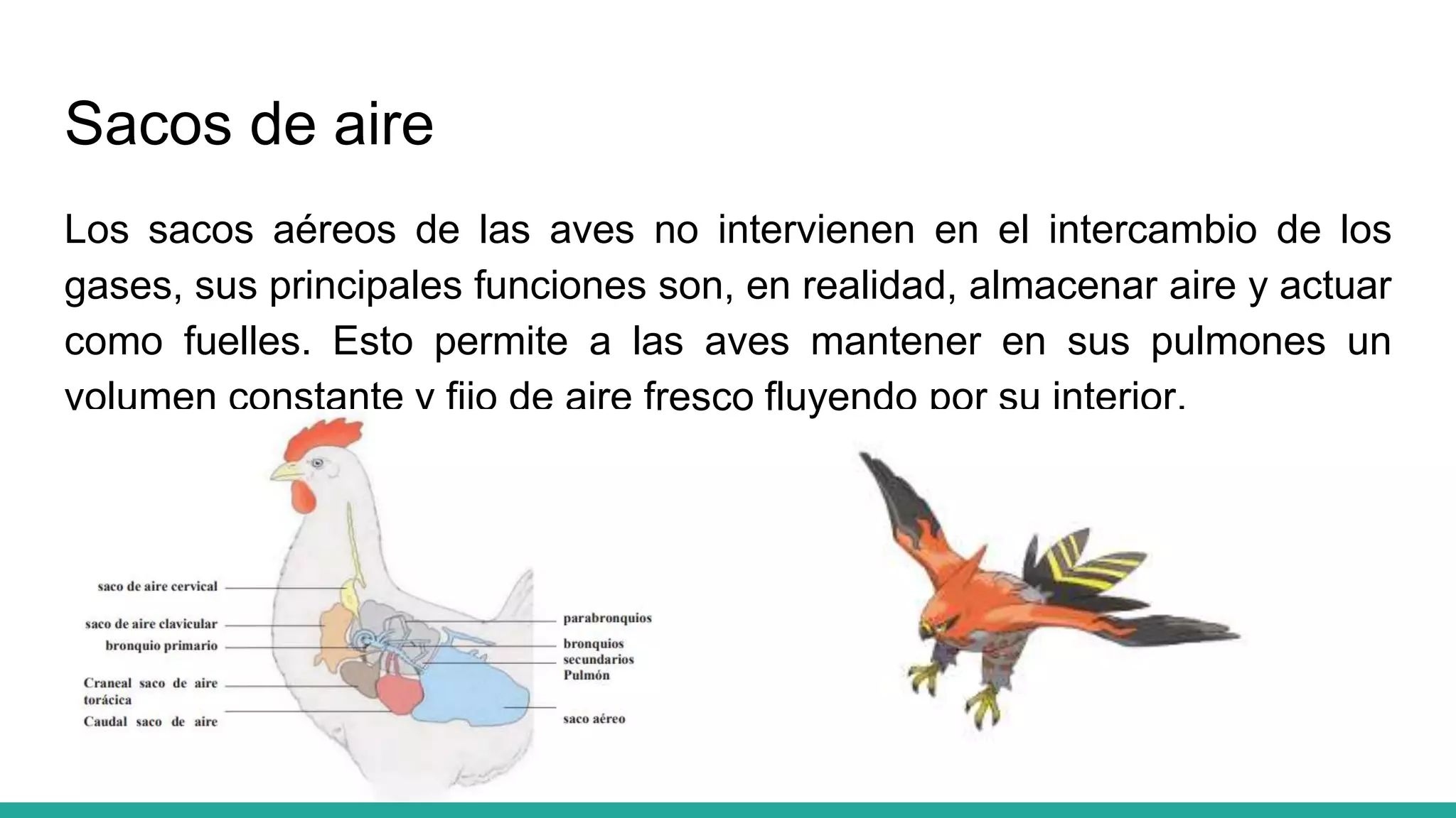 Organos de las aves.pptx