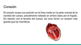 Organos de las aves.pptx