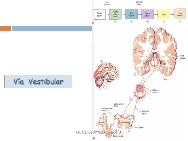 Organos de los sentidos