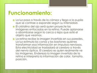 Organos de los sentidos | PPTX