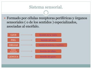 Organos de los sentidos | PPTX