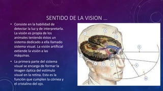 Organos de los sentidos | PPTX