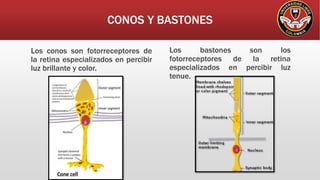 HISTOLOGIA: Organos de los sentidos | PPTX