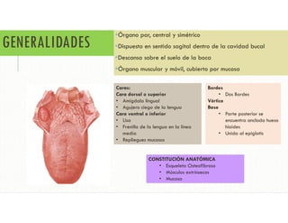 Organos de los sentidos | PDF